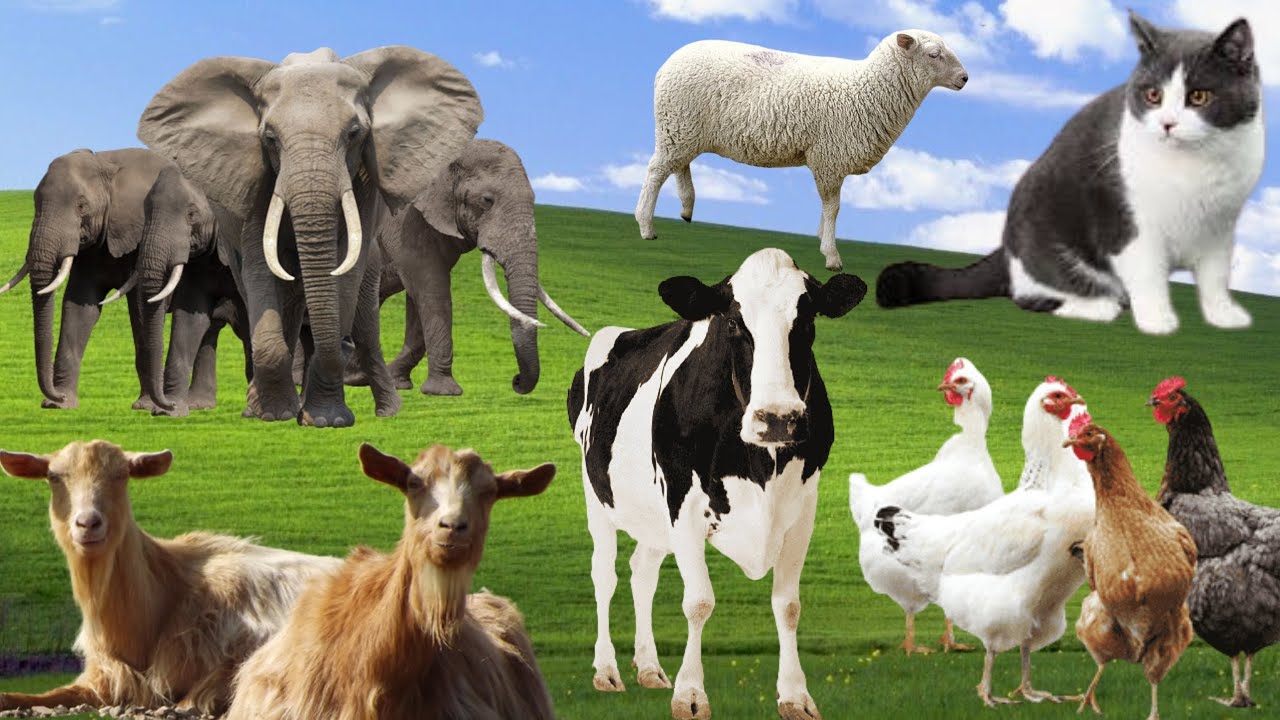 Wild Animal Vs Farm Animal Sound: Cow, Cat, Dog, Horse, Elephant, Pig ...