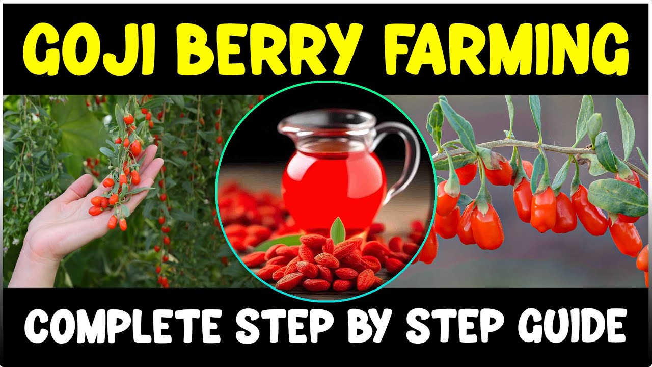 GOJI BERRY FARMING - Complete Step by Step Guide - YouTube