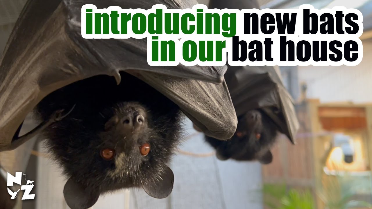 New Bat Arrivals meet our Bats - YouTube
