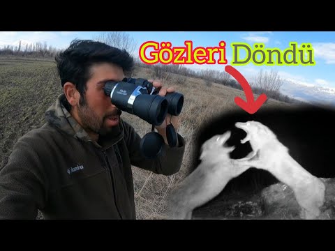 DOMUZ LEŞİNİN BAŞINDA BİRBİRİNE GİRDİLER ~HEDİYE DÜRBÜN GELDİ