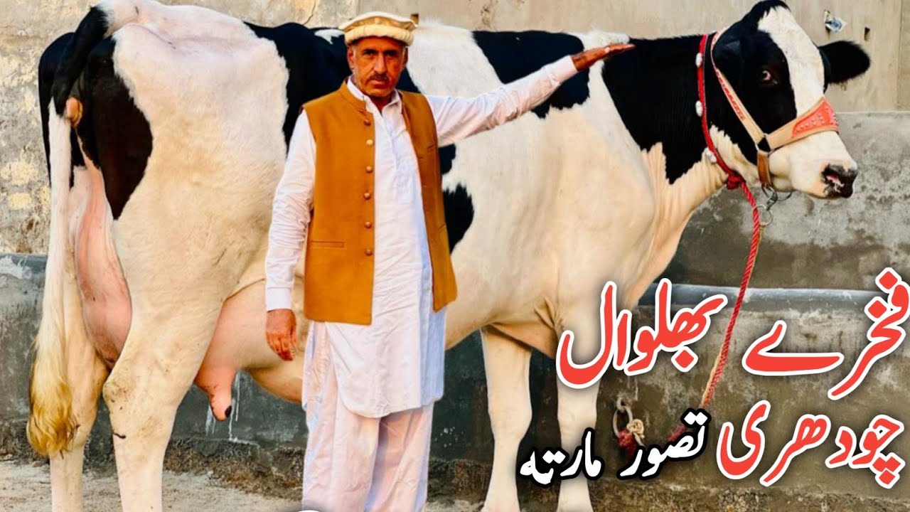 Big Australian Friesian cows | HF Cows | New Farmer | Heavy milking ...