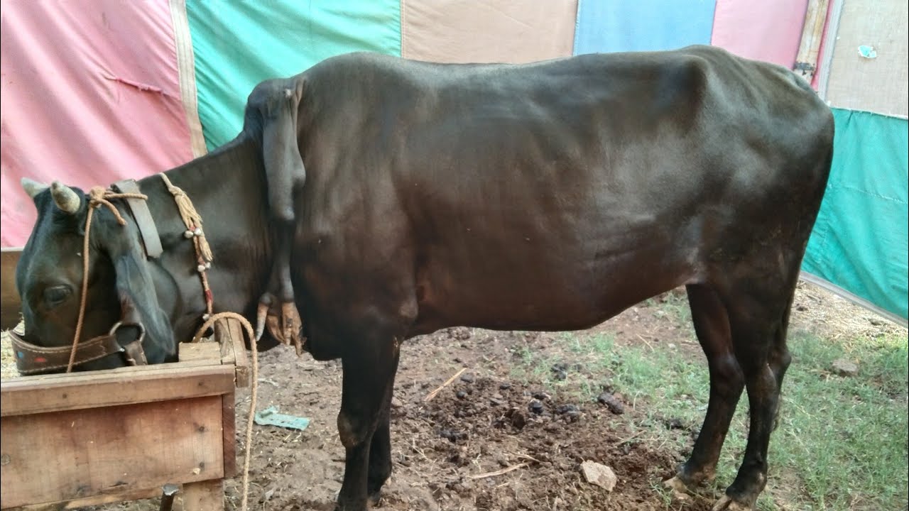Five Legged Cow
