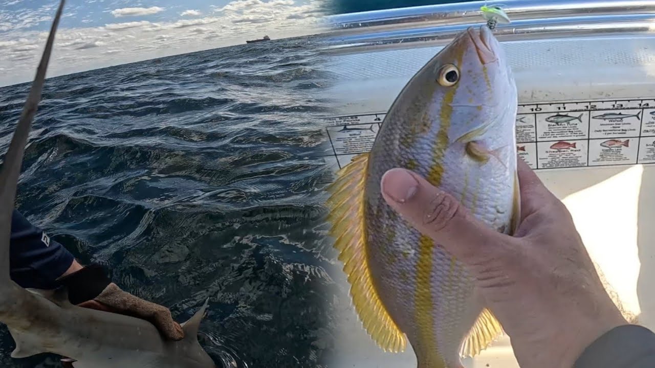 Fort Lauderdale Cold Front Fishing - YellowTail, Grunts, Sharks - YouTube