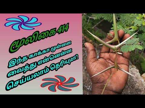 காக்கா முள் மரம் | kakkai mul Tree | Acasia horrida |Vachellia horrida ...