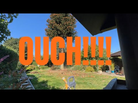THE spikiest tree!! - YouTube