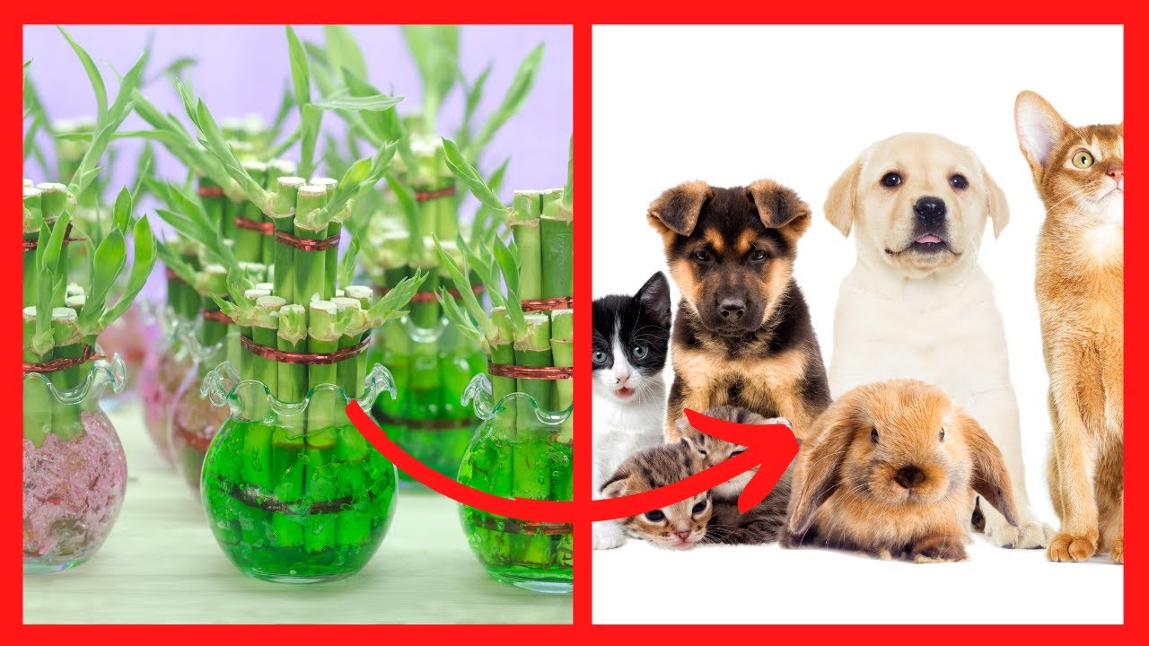 Pet Safe Houseplants You Can Grow in Water - YouTube