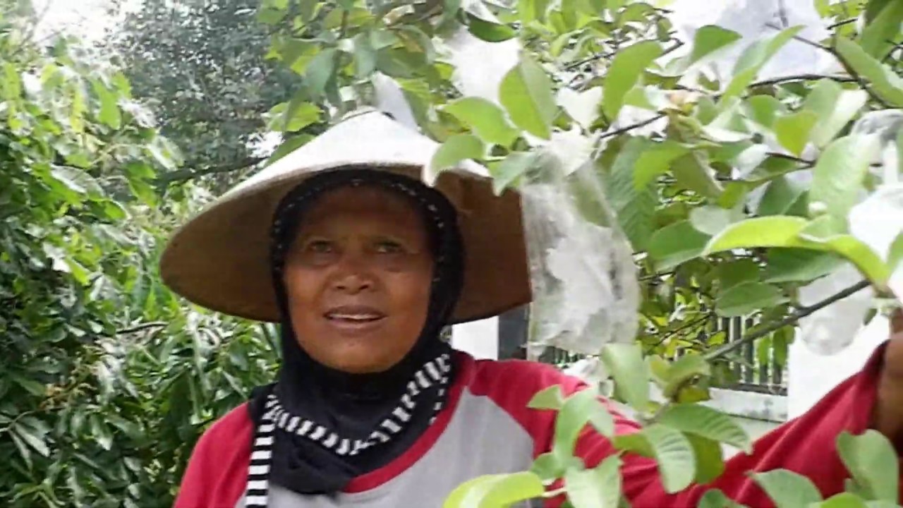 Profil Agro Cepoko, Kota Semarang - YouTube