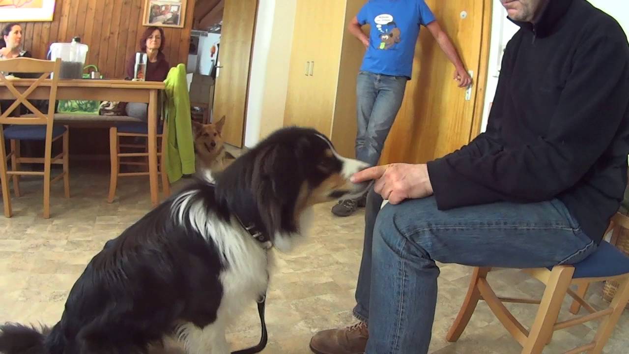 natural-dog-instinct / Sniffle Dog Workshop - YouTube
