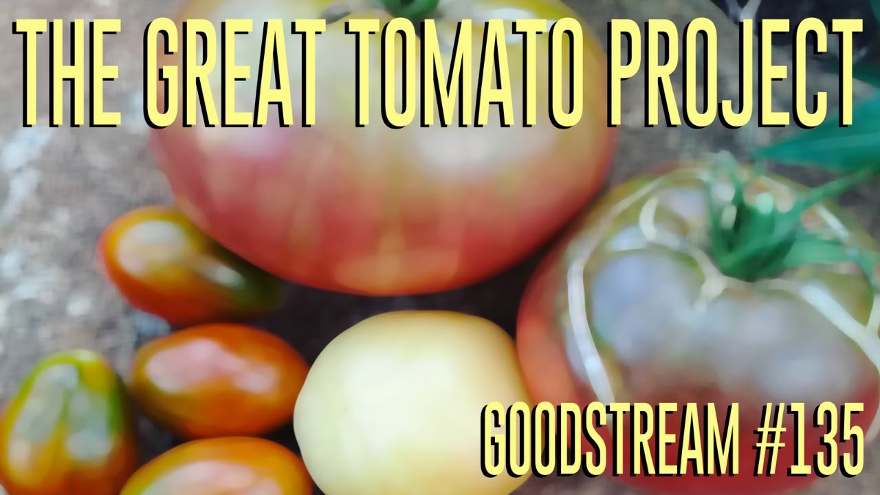 The Tomato Thing is Breathing In and Out (Goodstream #135) - YouTube