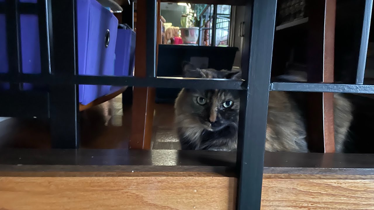 Chilling with Money 🐱 - YouTube