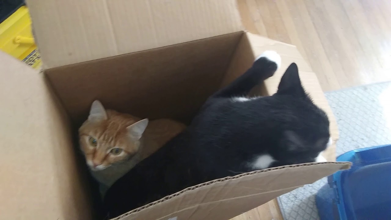 Two cats in a box - YouTube
