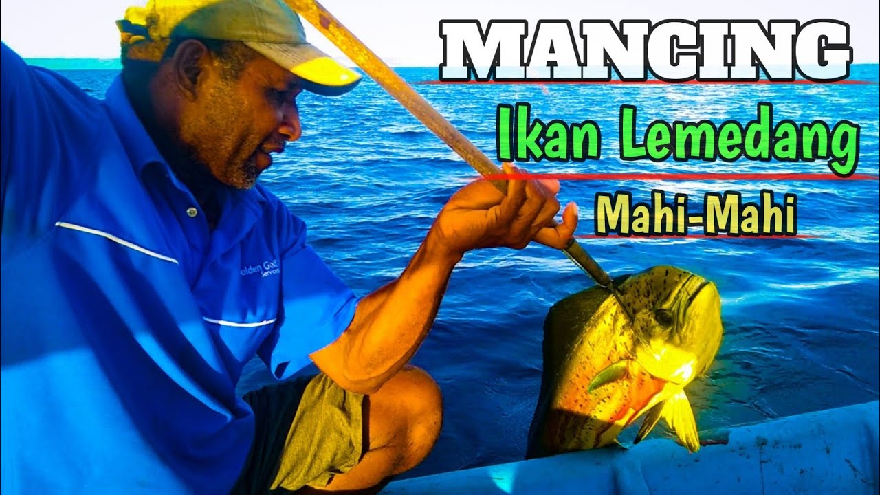 CARA MANCING IKAN LEMEDANG/MAHI-MAHI DI RUMPON - YouTube