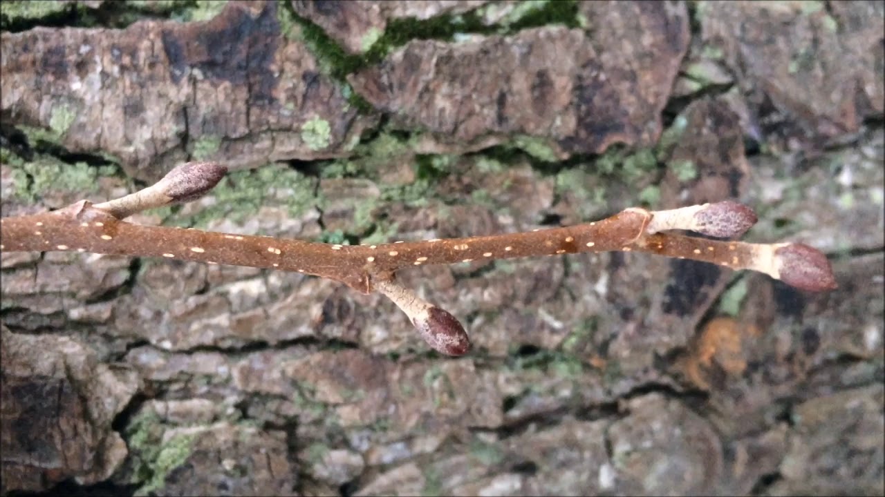 Common Alder (Alnus glutinosa) - buds & branches - February 2018 - YouTube