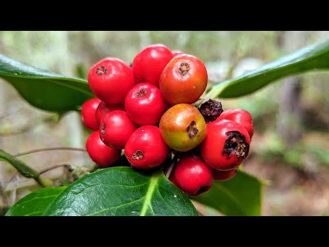 Female English holly's red berries