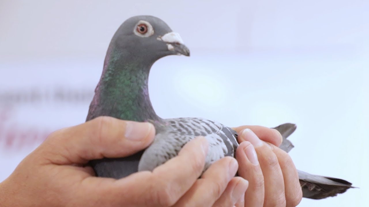 Presentation of super breeding pigeon Kadootje - YouTube