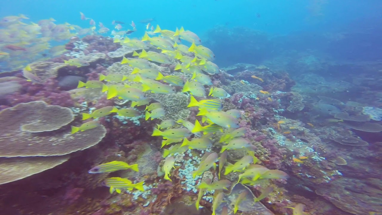 Sodwana Bay Two Mile Reef 4 - YouTube