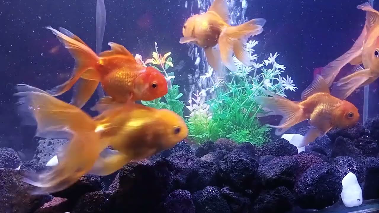 Golden Fish Compilation#047, Beautiful Golden Fish Aquarium - YouTube