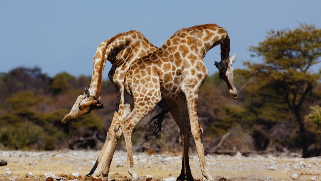 Giraffe Fighting The Epic Struggle / Giraffe Best fight / Natural Video ...