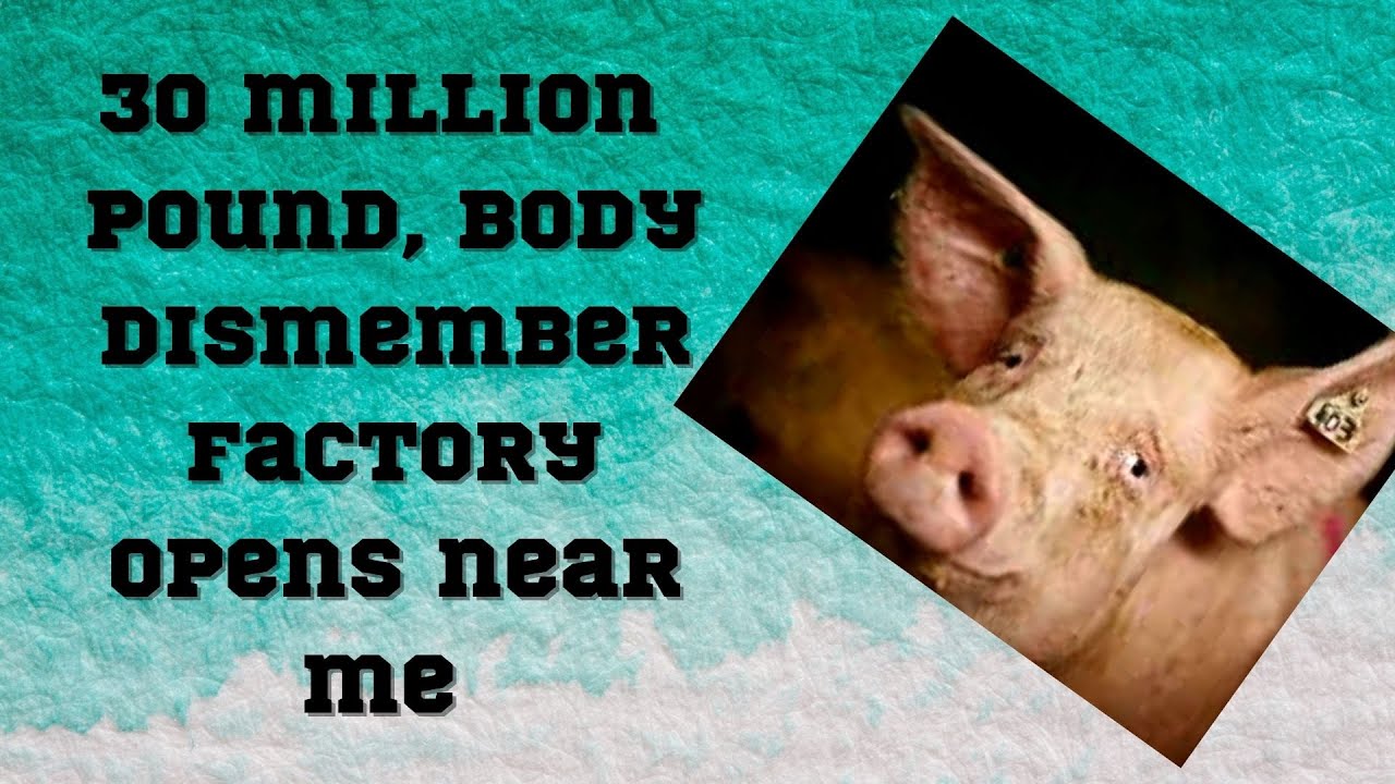 Danish company open a £30 million bacon factory - YouTube