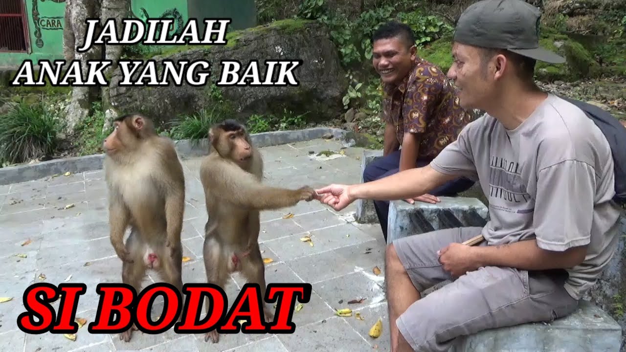 SI BODAT YANG BAIK HATI DAN PENURUT PADA ORANG TUA NYA.. - YouTube