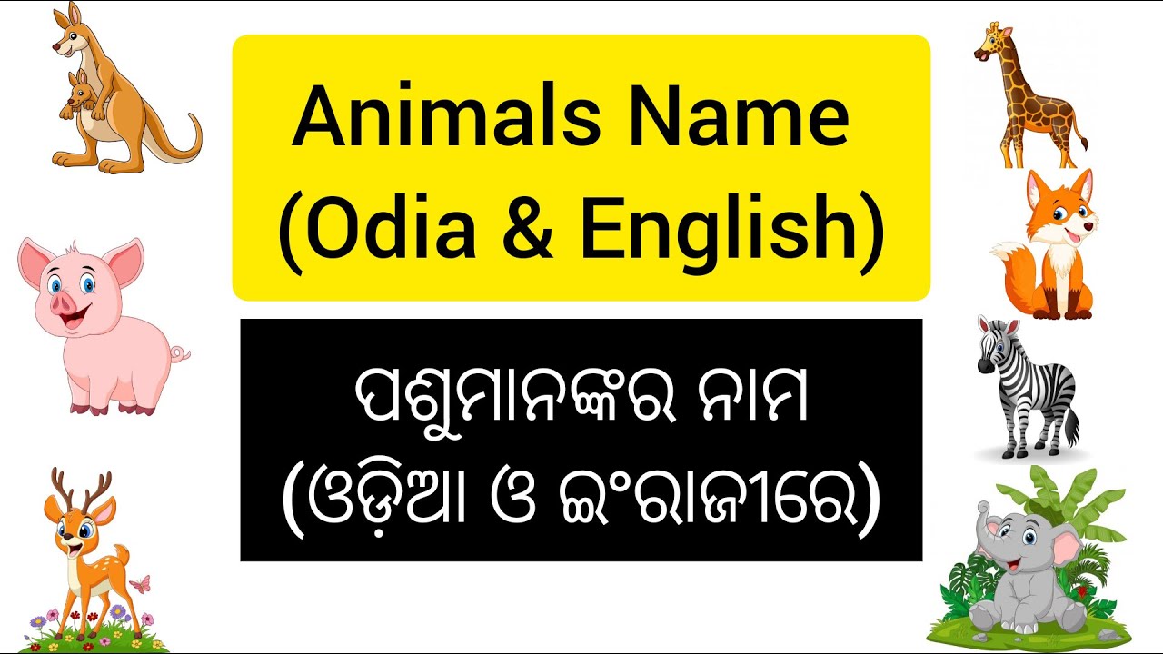 Animals Name In Odia And English//ପଶୁମାନଙ୍କର ନାମ ଓଡ଼ିଆରେ ଓ ଇଂରାଜୀରେ ...