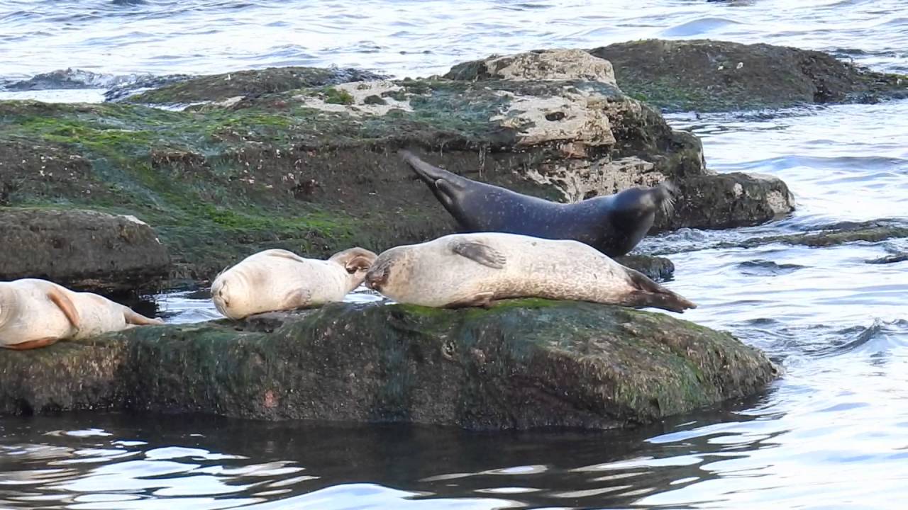 seals - YouTube