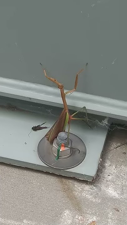 Black widow vs praying mantis - YouTube