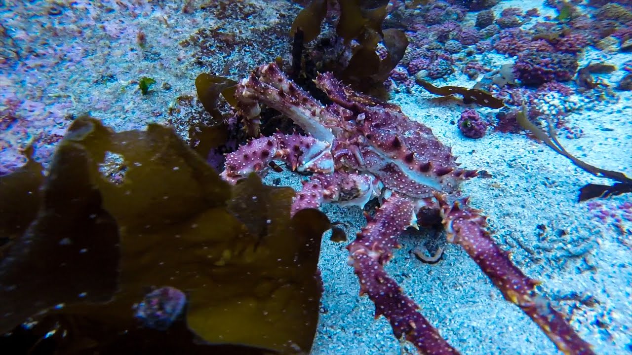 Winter Spearfishing in Crystal Clear Waters of Hitra - Troll Crab ...