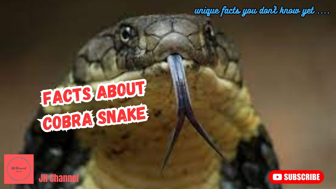 5 Incredible Cobra Snake Facts, Unique facts you don't know yet… - YouTube