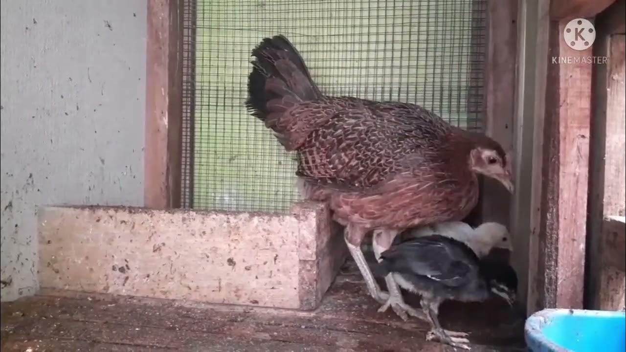 Unik Inilah Hasilnya Perkawinan Silang Ayam Bangkok Vs Ayam Hutan Youtube