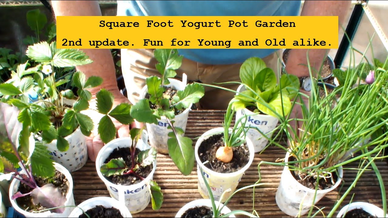 Lockdown Special. Square Foot Yogurt Pot Food Garden 2nd update. - YouTube