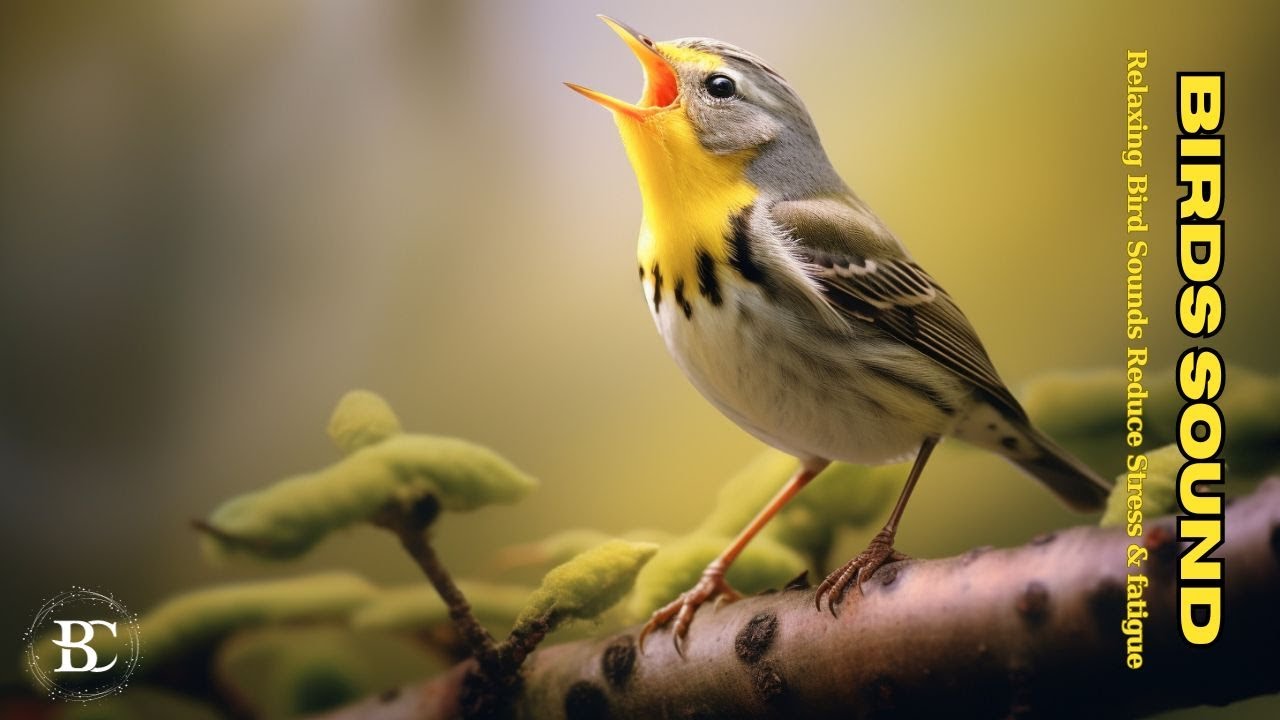 Birds Sound - Nightingale Bird Singing The Beautiful Sounds, Stress ...
