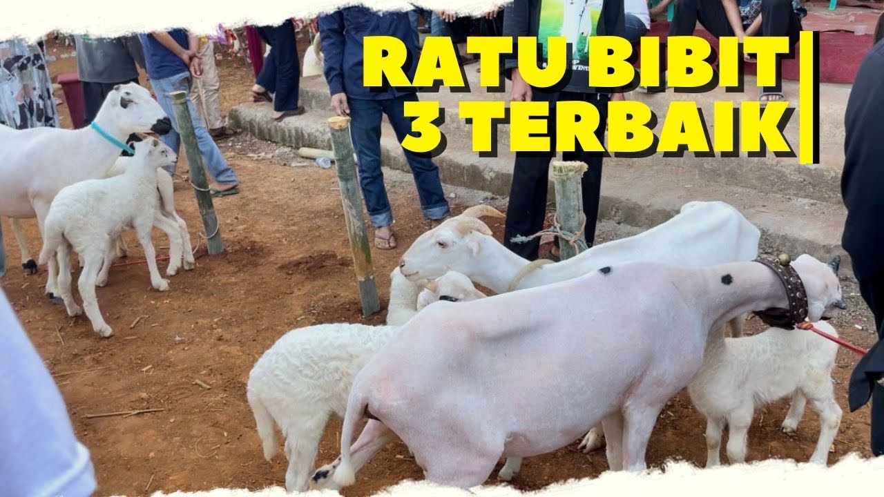 INILAH PARA RATU BIBIT DOMBA GARUT KONTES TERNAK SIRNABAYA RAJADESA ...
