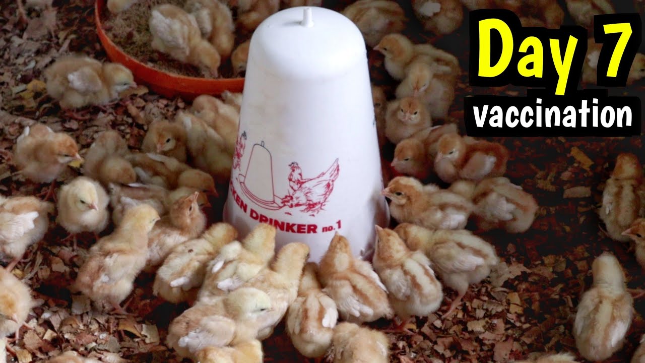 How to Vaccinate Chicks against Newcastle Disease - Day 7 - YouTube