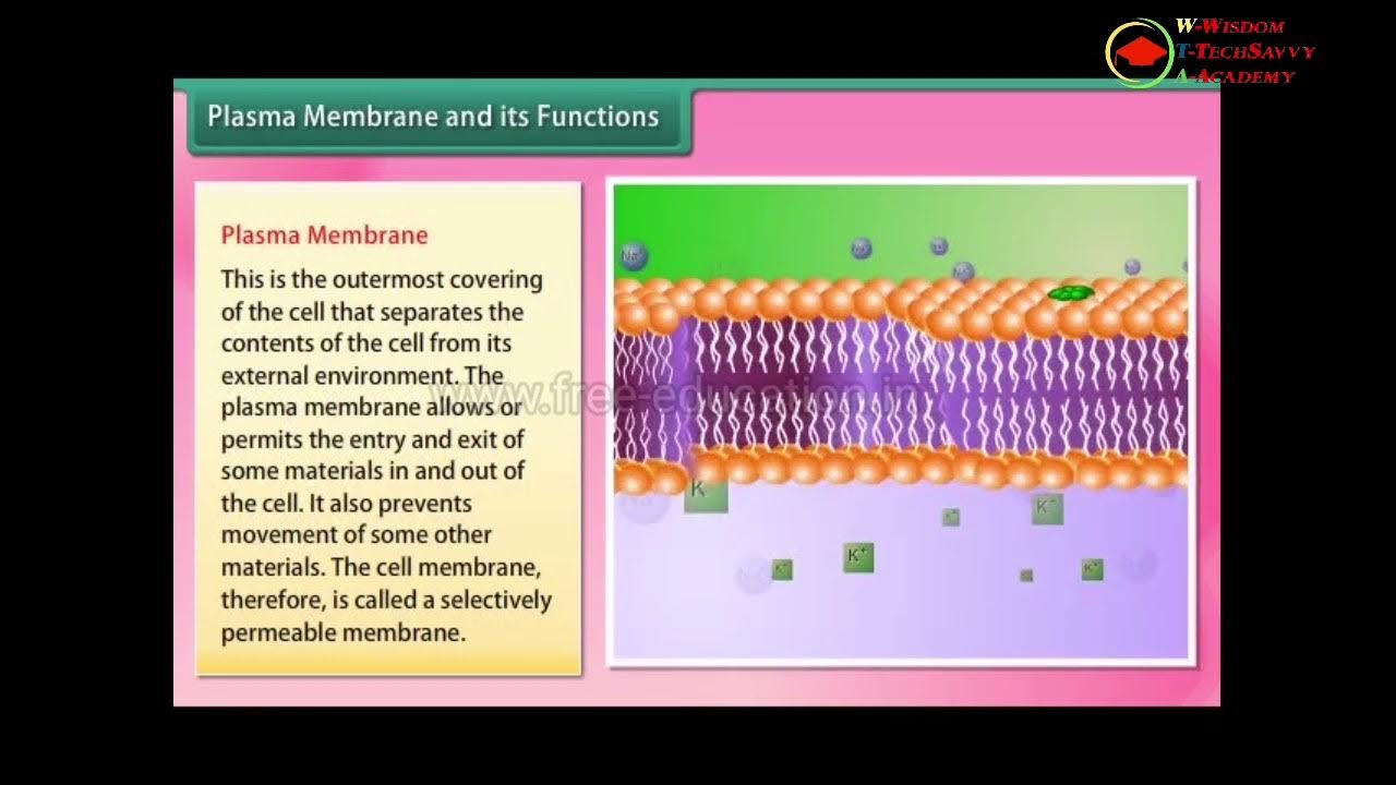Chapter 8: Cell – Structure and Functions Class 8th Science - YouTube