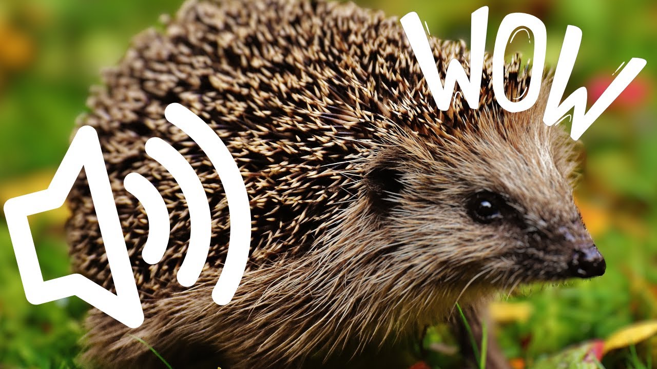 Le cri du HERISSON - YouTube