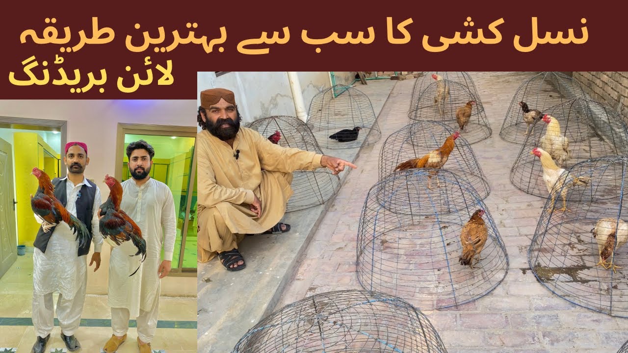 How to do line breed // Complete Process of line breeding #linebreed# ...