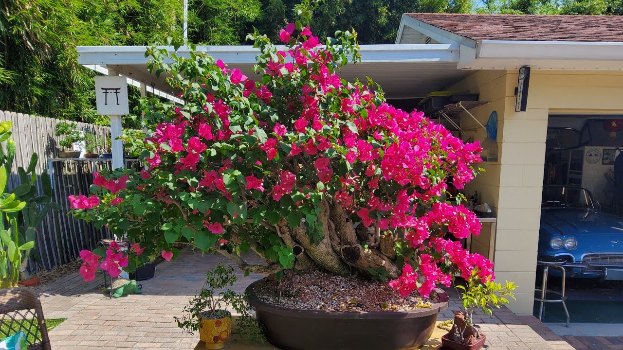 Sunbae Bonsai, Coffee & Bonsai, Tour of Dave's Bonsai trees and benches ...