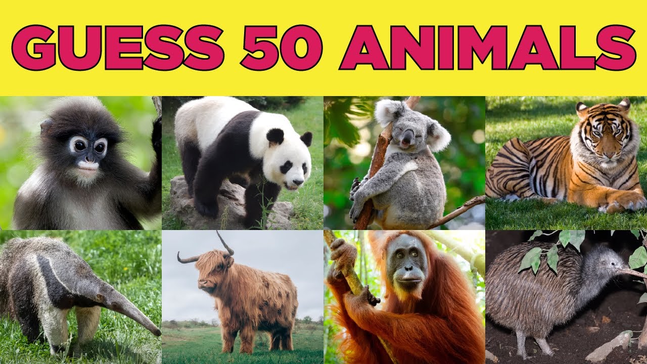 Guess The Animals in 3 Seconds | Guess The Animal Quiz | 50 Animals ...