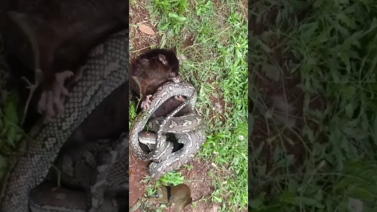 Python VS Possum#shorts #viral #animals #petlover #animalsounds #shortsvideo #ytshorts #viral ...
