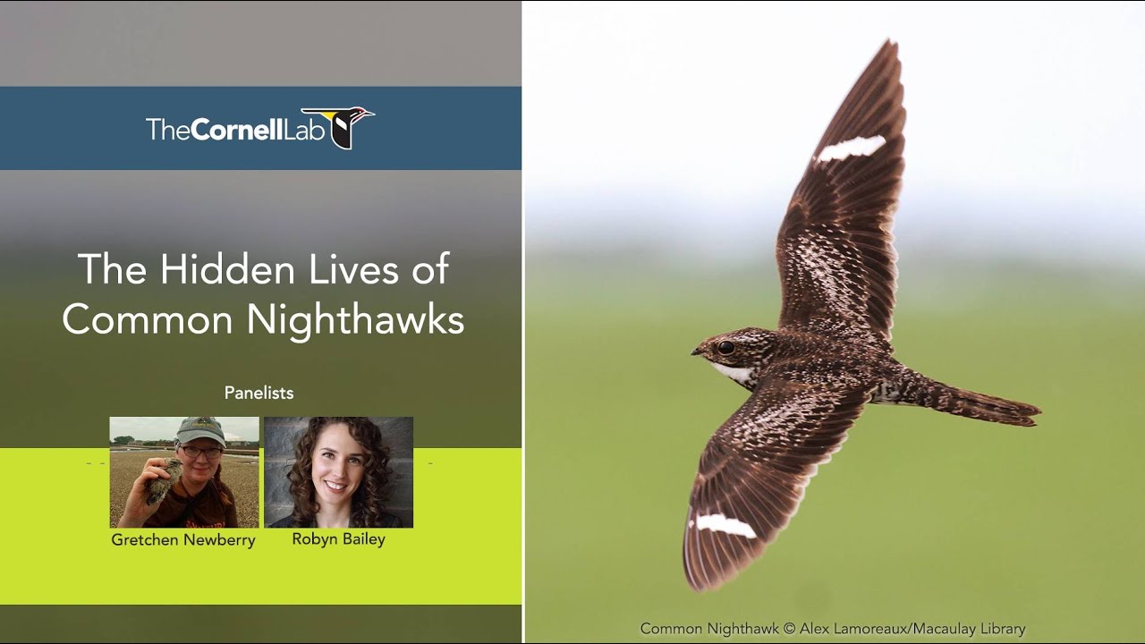 The Hidden Lives of Common Nighthawks - YouTube