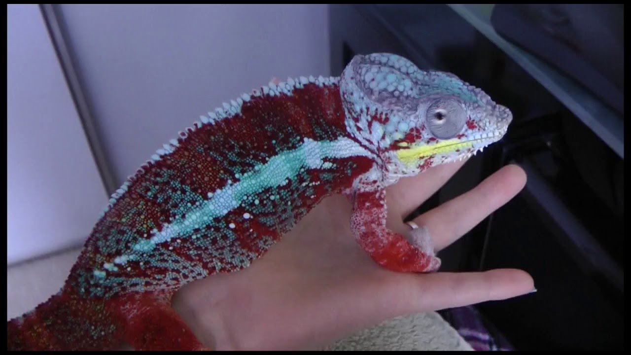 Chameleon First Aid for Small Cuts and Scrapes to Prevent Infection ...