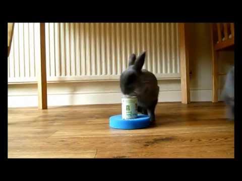 Rabbit clicker training - Digging - YouTube