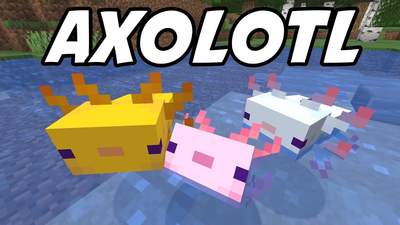 Playing with the Axolotl Mob! (Minecraft 1.17 Snapshot 20w51a) - YouTube