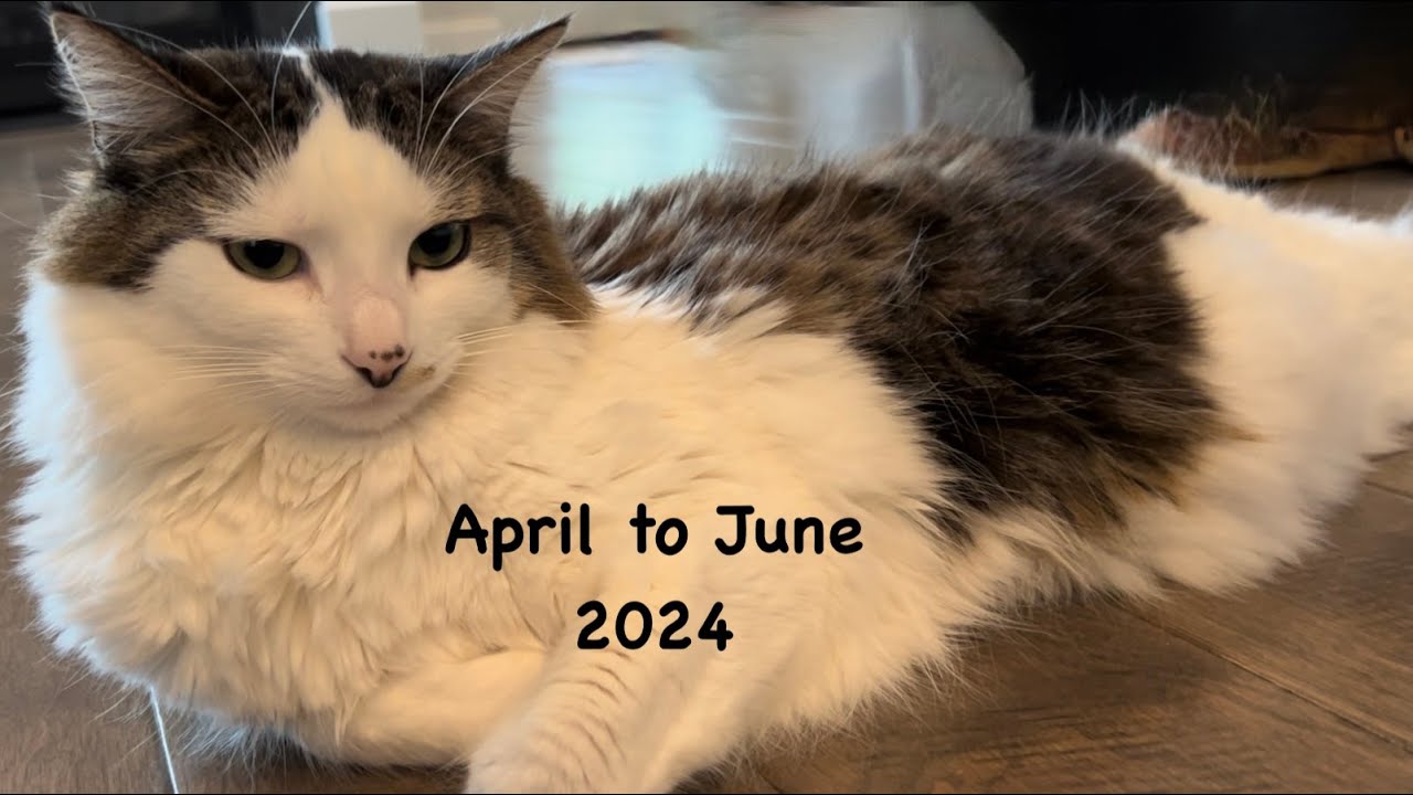 April to June 2024 - Cats in summer - YouTube