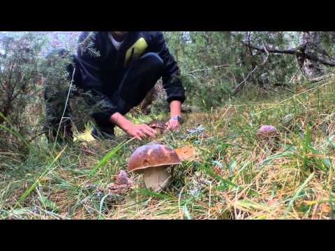 Boletus Edulis 19 de Octubre de 2013