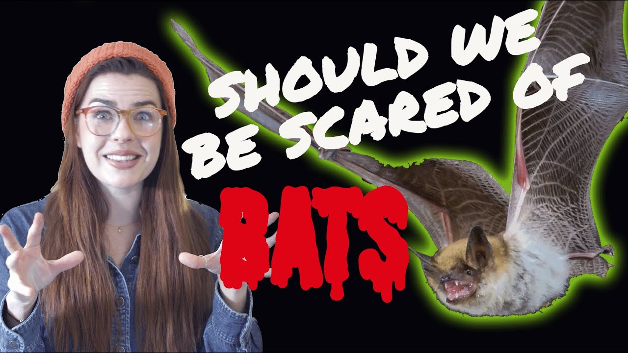 Why Are Bats So Scary? - YouTube