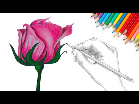 Stunning Flower | How to draw a Rose with Colored Pencils | Full Tutorial for Beginners step by step