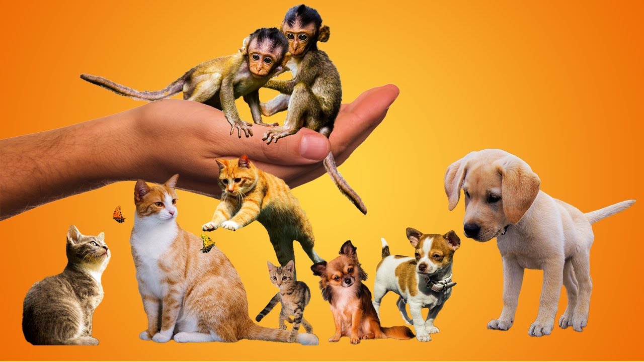 Funniest Cats Videos and Dogs🐱part #20/funniest animals 2022/XB - YouTube