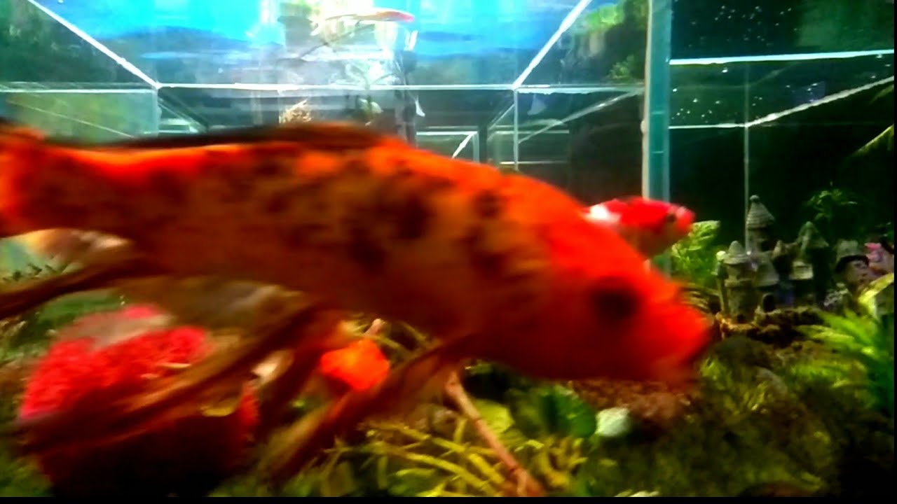 Under the Sun The Biggest public aquarium at Fateh Sagar lake udaipur ...